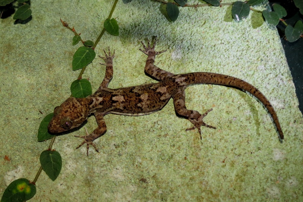 harithacharika - Travelling Nature in Sri Lanka: Knuckels - Meemure
