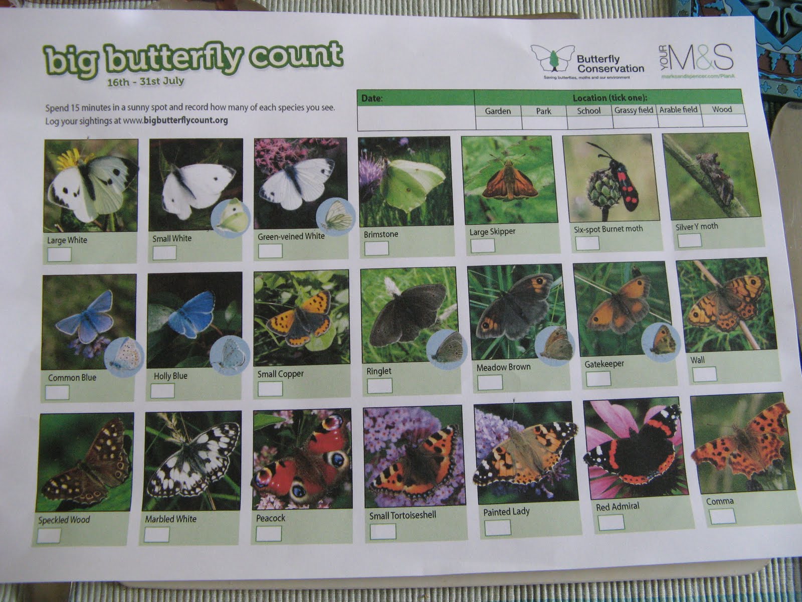 An East Sussex Garden: Big butterfly count