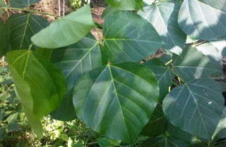 TAMAN SWARGALOKA: DADAP SEREP