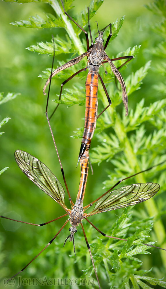 Wild and Free Montana: Of Crane Flies and Newton's First Law of Motion