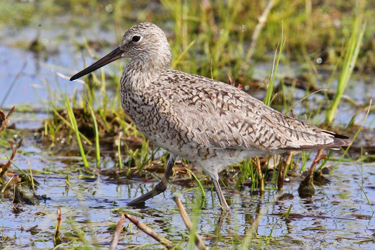 The Bruce Mactavish Newfoundland Birding Blog: Eastern & Western ...