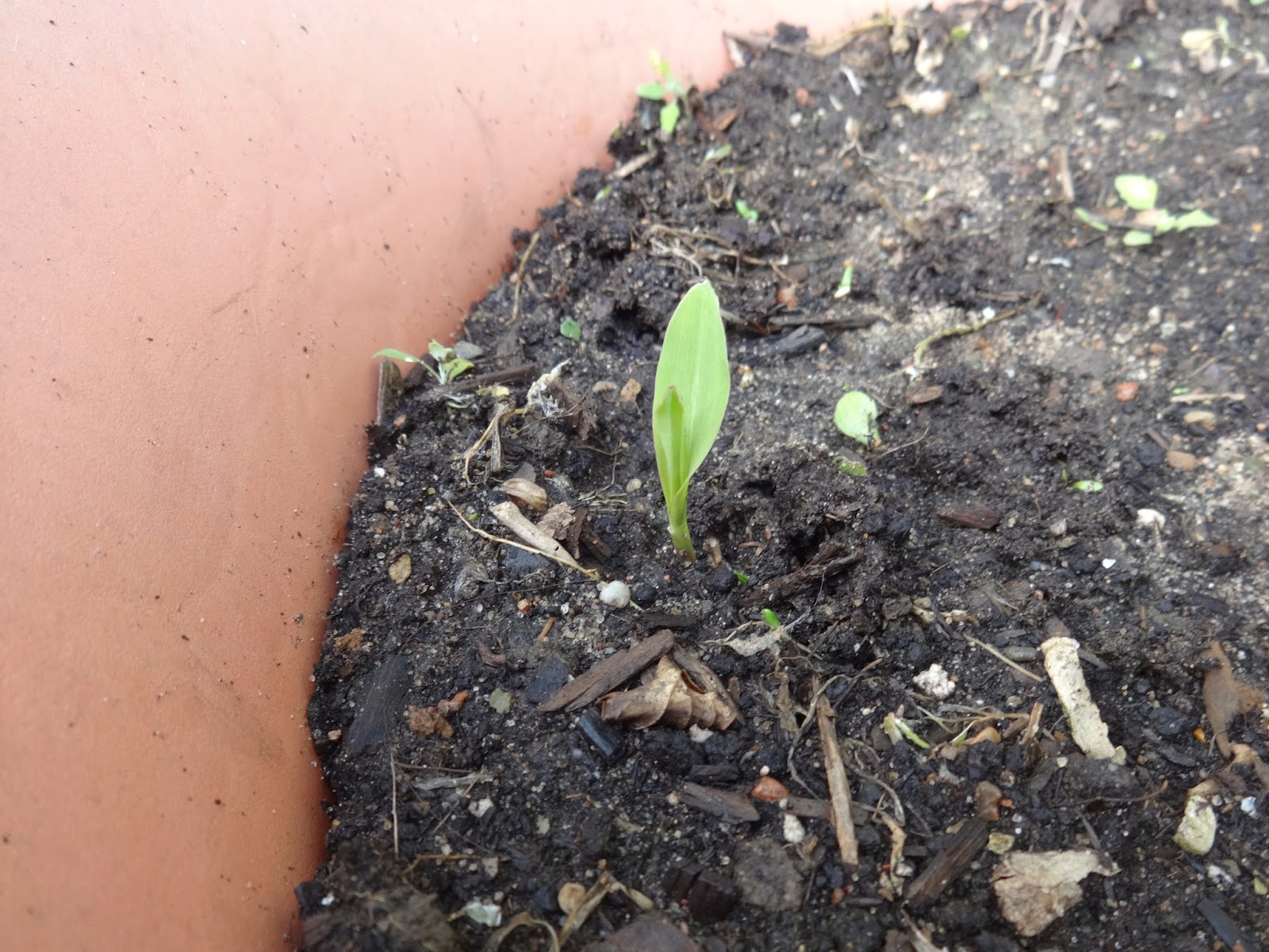 The Perennial Agriculturalist: pod corn