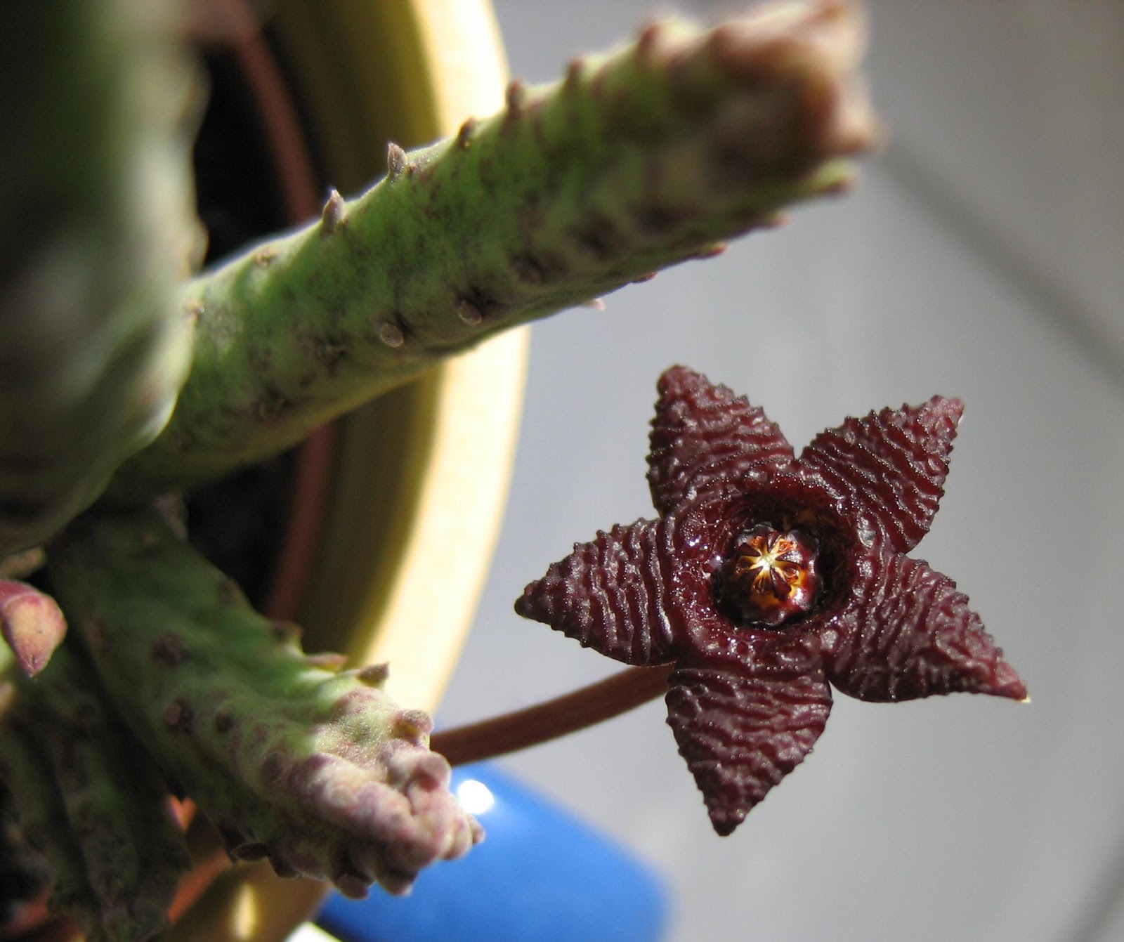 STAPELIA SPECIES ~ Cactus and suculents