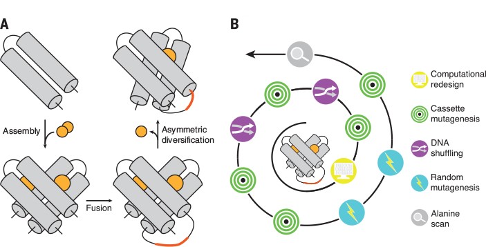 Joe's Science Corner: Evolution of an Enzyme from Short Peptide Pieces