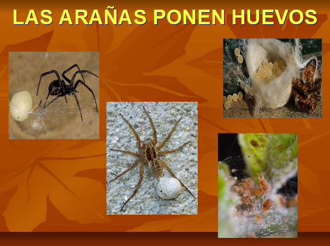 Pequeños monstruitos: DIAPOSITIVAS SOBRE LAS ARAÑAS