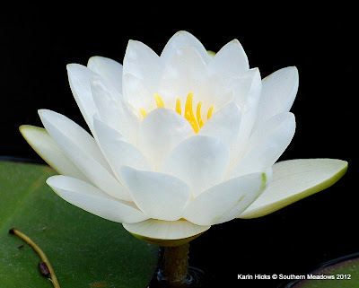 Southern Meadows: Lily Candy