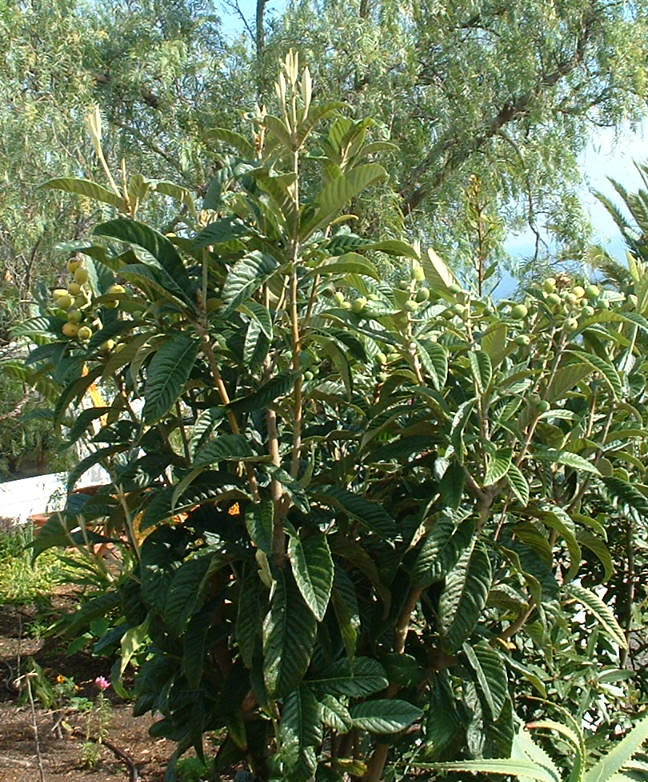 Oleander: Japanische Mispel (Eriobotrya japonica) von der Jungpflanze ...