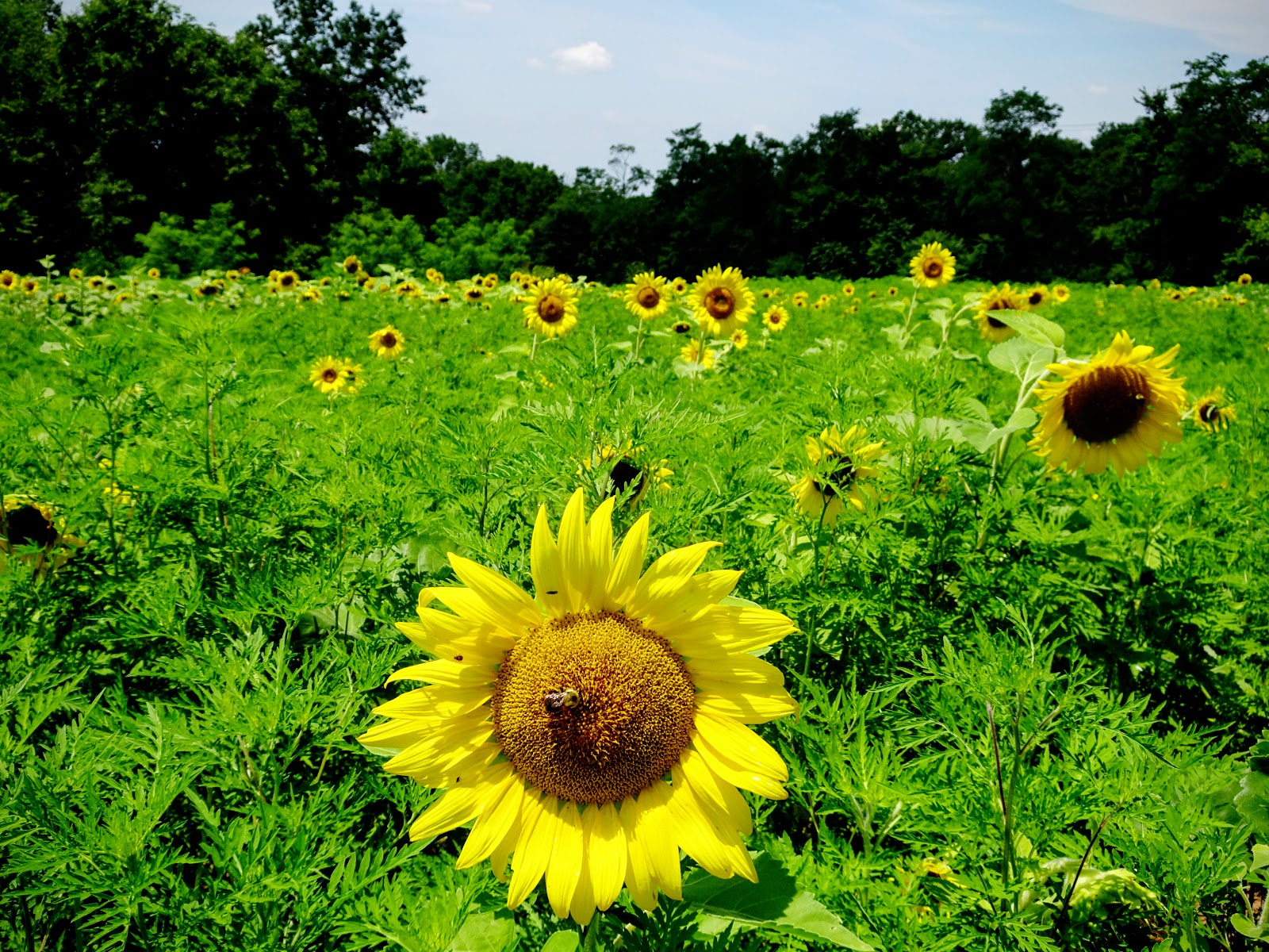 Love, Joy and Peas: Sunflowers and Bees at McKee Beshers Wildlife ...