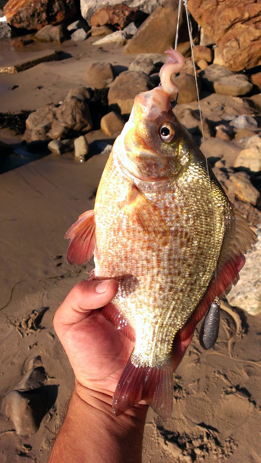 Burger's Fishing Log: Surf Fishing Malibu 11-08-2013