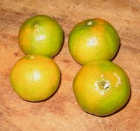 FAUNA E FLORA E OUTROS: LIMÃO GALEGO