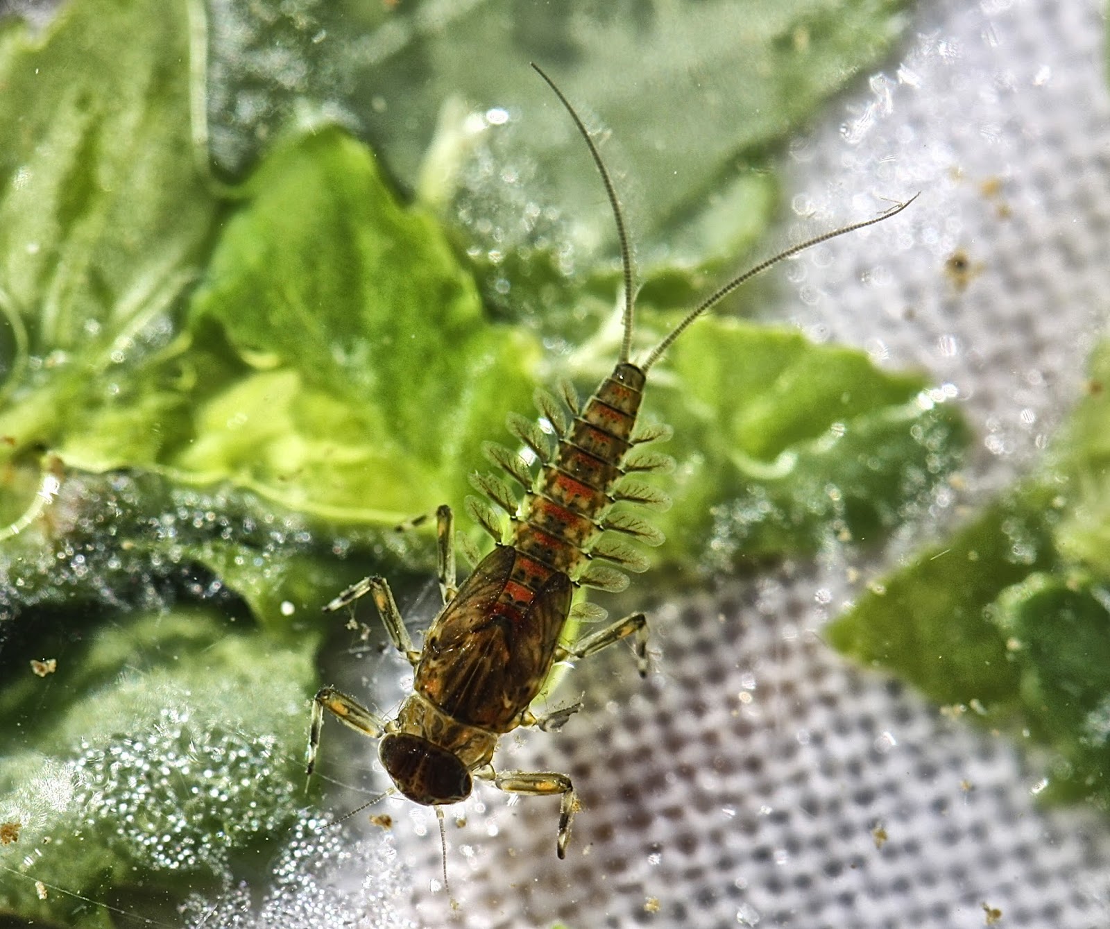 Aquatic Insects of Central Virginia: The "transformation": An ...