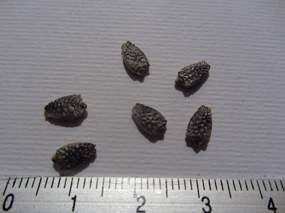 La mera verda: Qué Semilla es Cuál?? Catálogo de Semillas IV