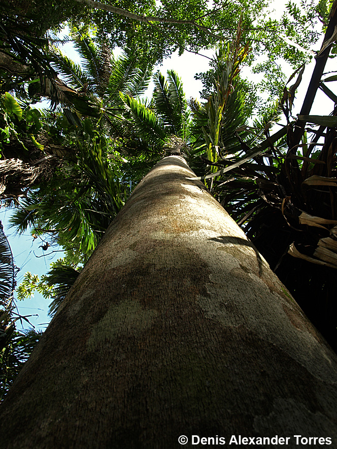 VISION TORRES - IMAGENES DE NUESTRO MUNDO: noviembre 2011