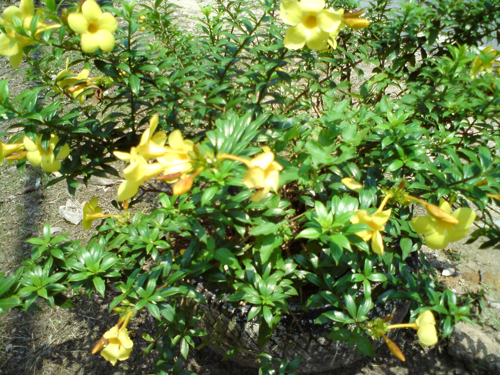 Jom Tanam Bunga: Bunga Alamanda