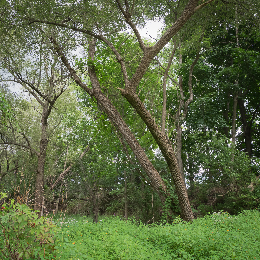 A Second Look: Diagonal trees