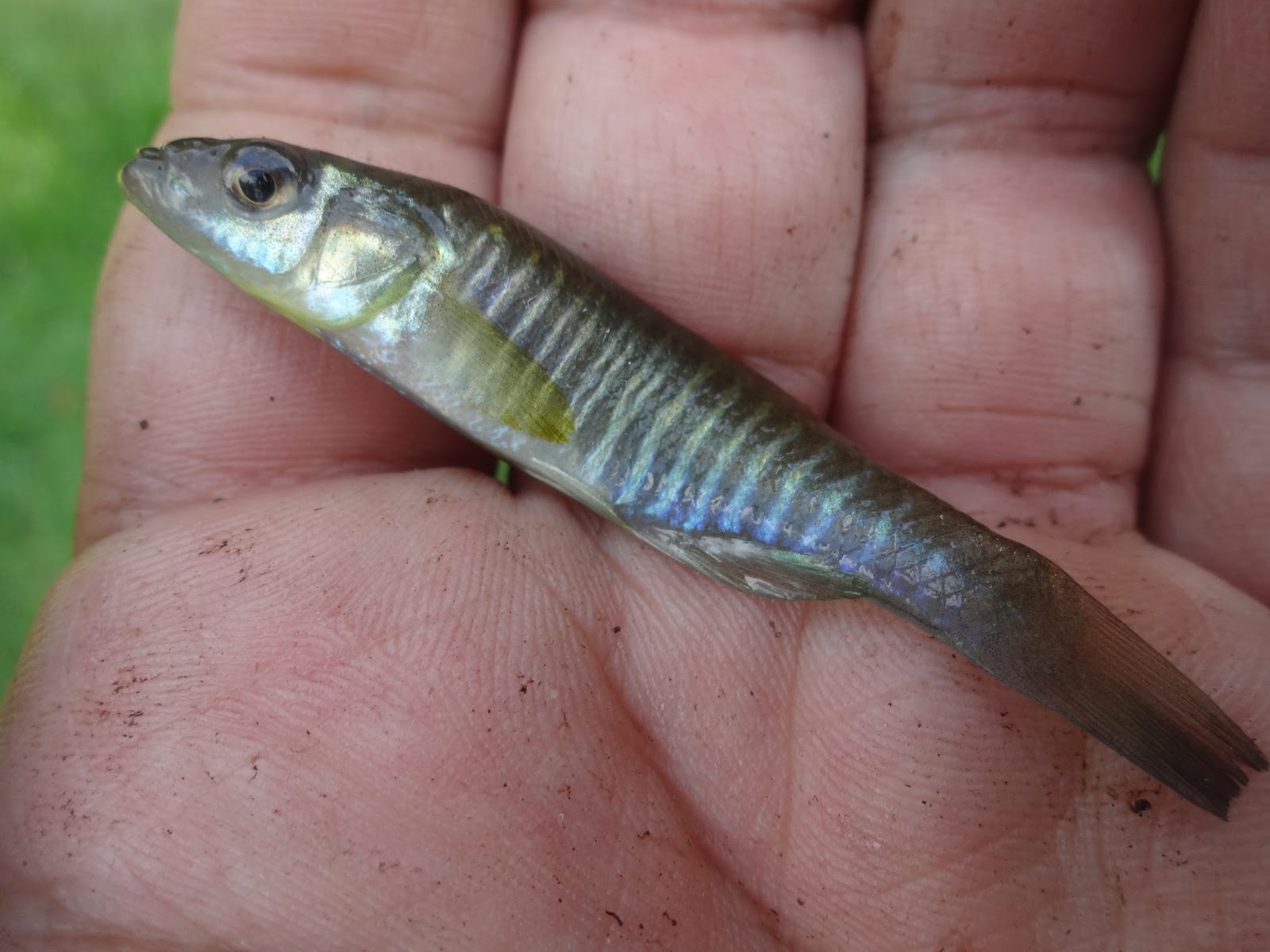 Extreme Philly Fishing: July Fishing Sessions (Last Updated: COMPLETE)