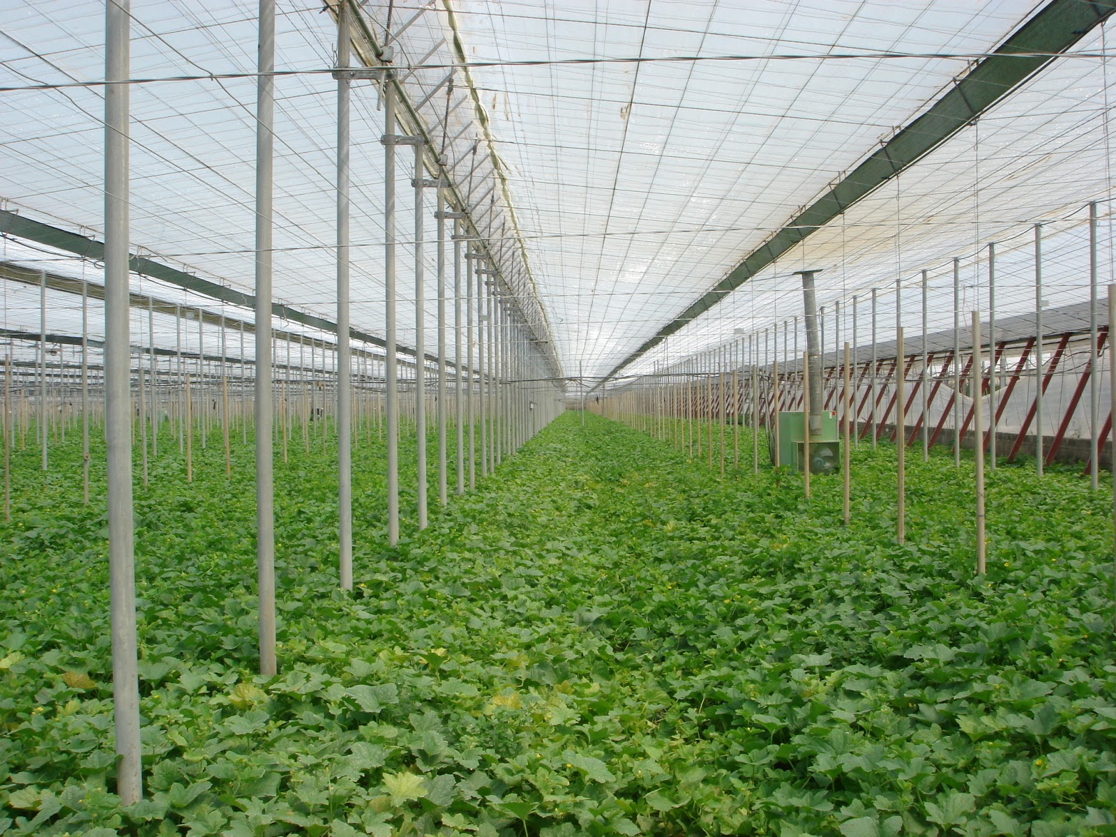 Darko Mikić : Plastenici i staklenici - izgradnja i plastenička ...