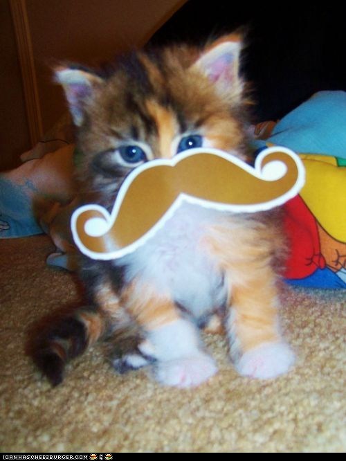 Thinking Pink: Top Five LOL Cats of the Day