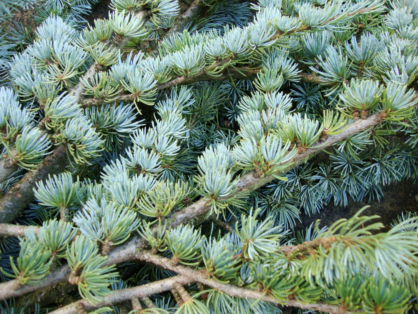 danger garden: I’m Dreaming of a Blue (Atlas Cedar) Christmas…