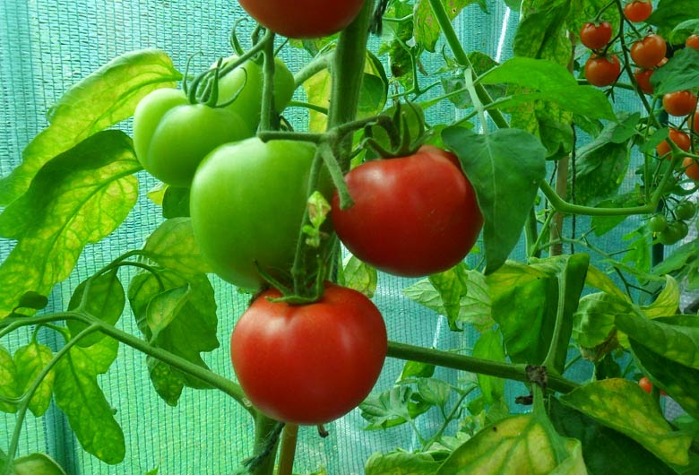 Como obtener semillas de tomate | Agro Huancavelica