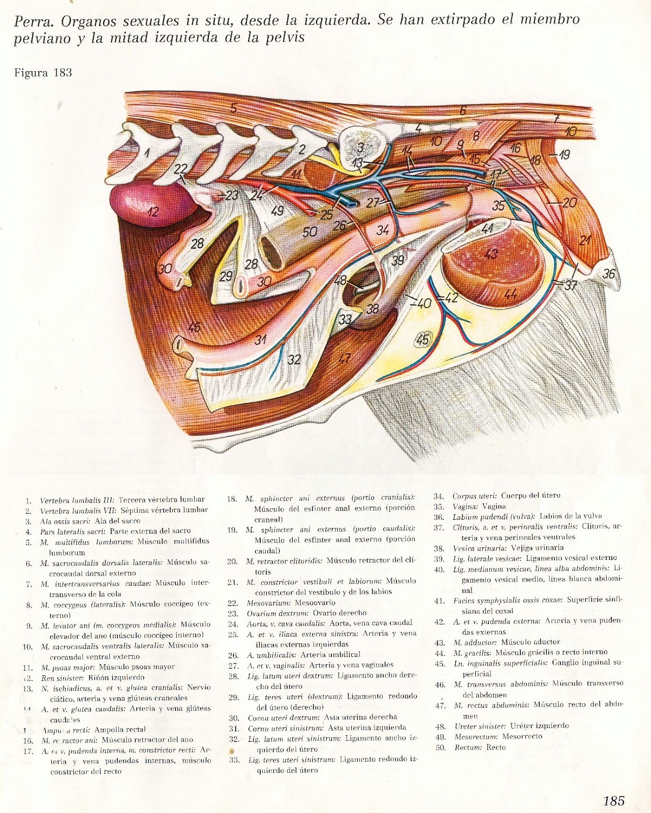 P%C3%A1gina+185.jpg (1281×1600) | Veterinary, Anatomy, Vets