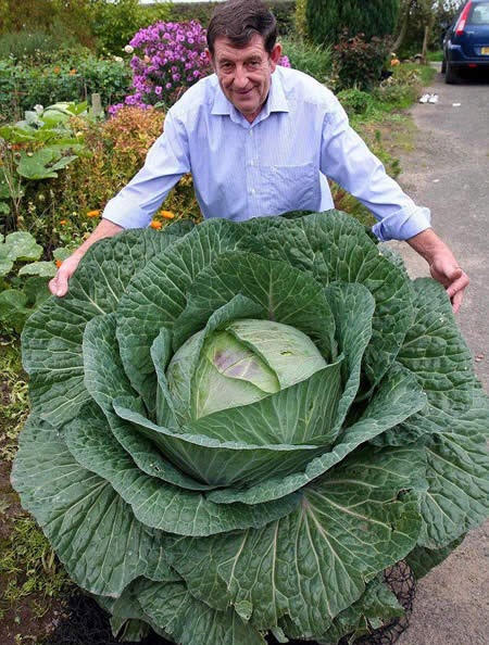 Tuan Tanah Kedaung: 8 Impressive Giant Vegetables From Around The World