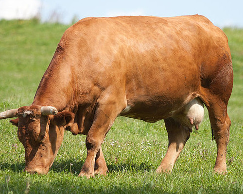 tutora virtual vanessa