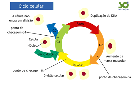 Bases de Biología Celular : Fases del ciclo celular
