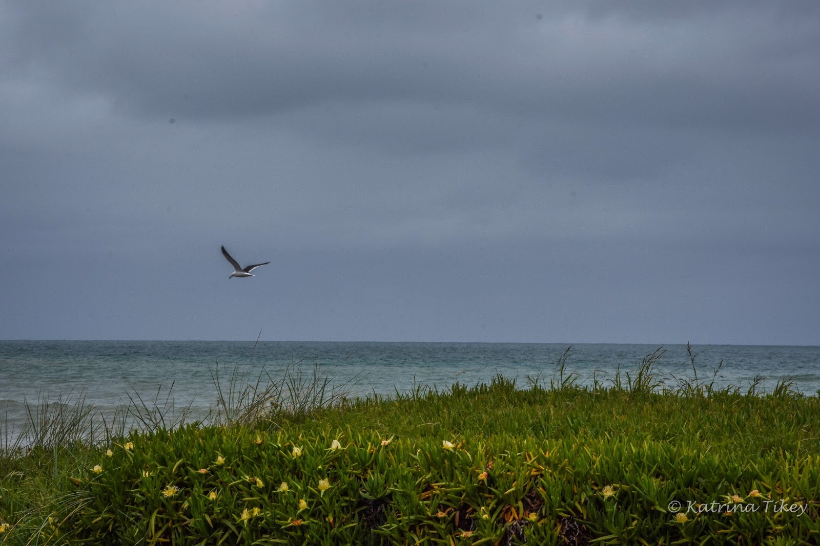 Paws Awhile: Amberley Beach Reserve