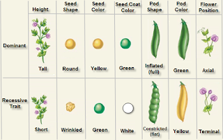 THE LIFE AND WORKS OF "GREGOR MENDEL": science project