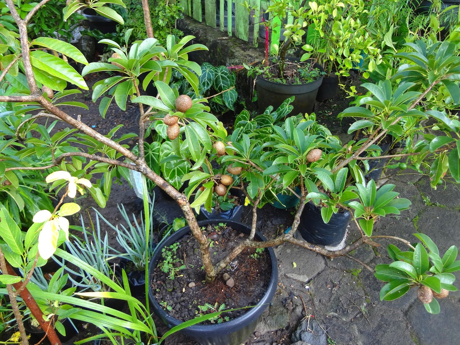 Cara Menanam dan Merawat Tanaman Buah Dalam Pot Agar Cepat Berbuah YouTube