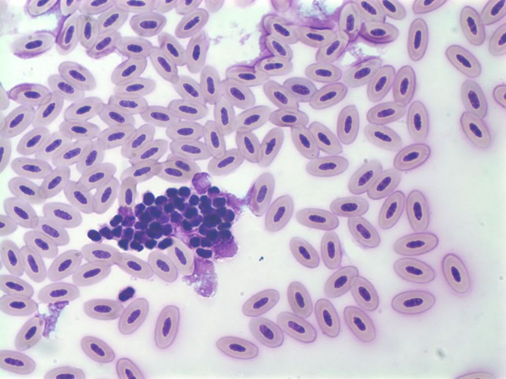Biologi itu Bermanfaat Loh !: Sistem Peredaran Darah