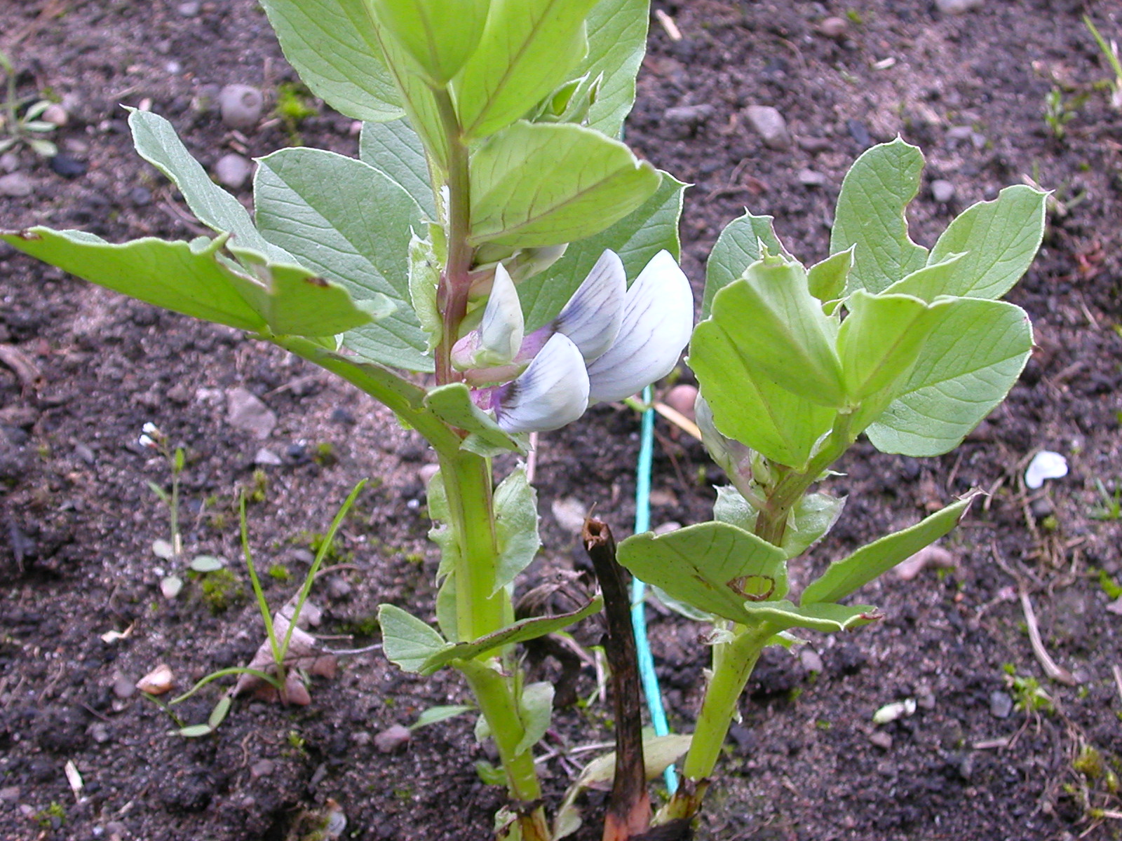 The Cut Worm Forgives the Plough: April 2012