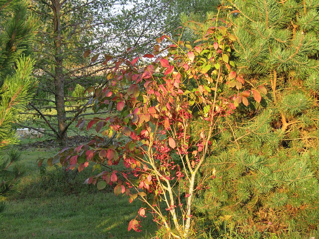 vahepeal Taga talus...: ...on olnud kaks vihmapüha...