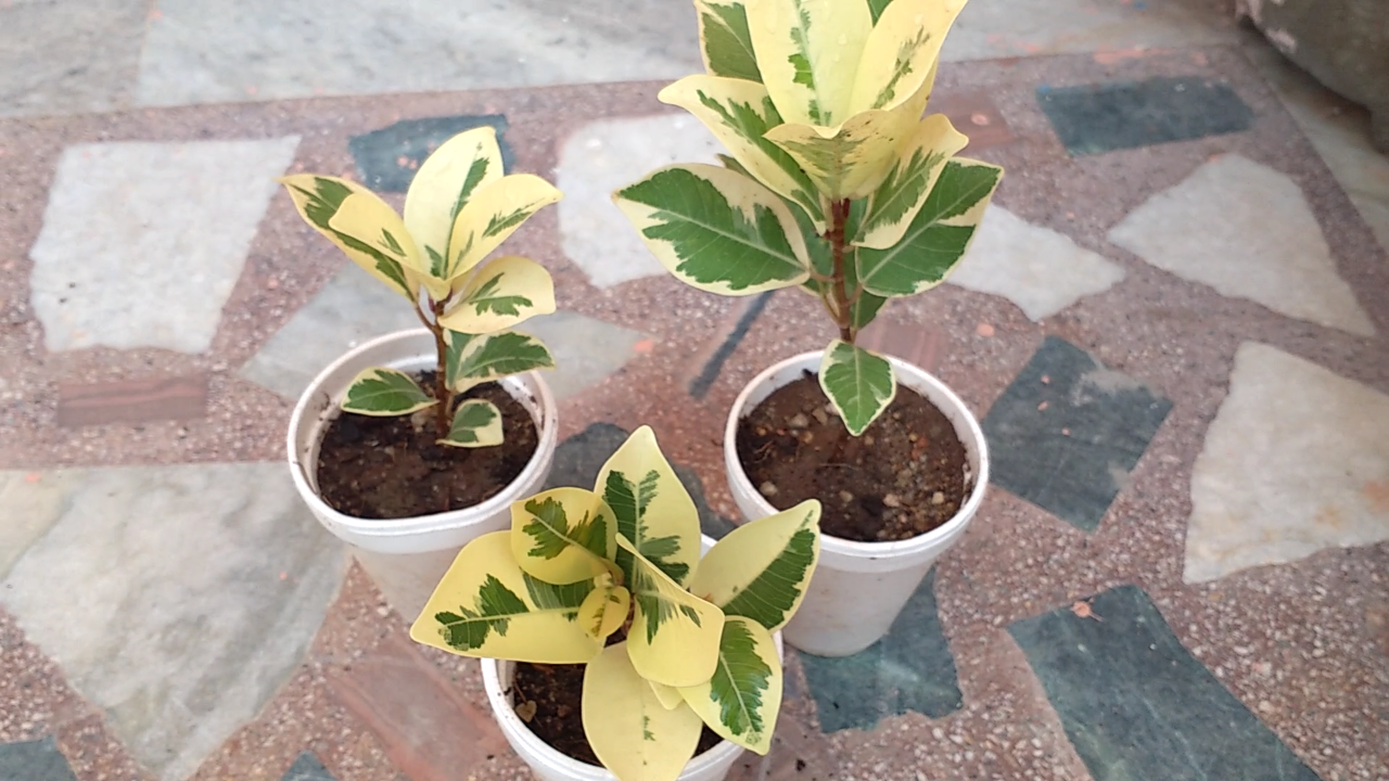 How to grow starlight ficus / moon star ficus - Gardening basics