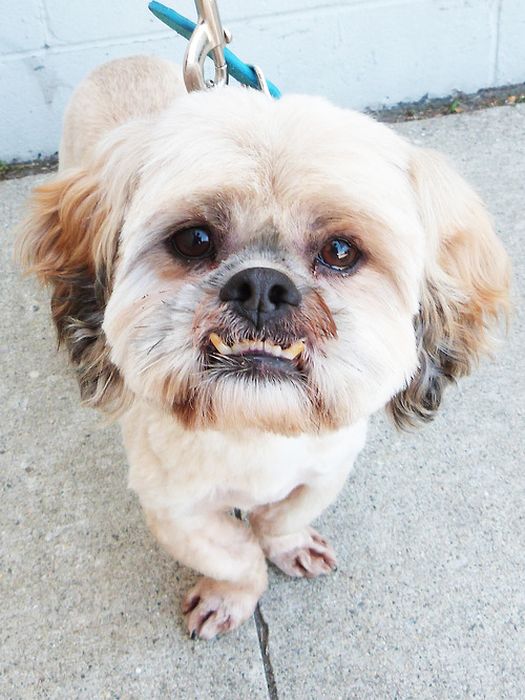 Perros bífios - Prognatísmo perruno. - Xorrada.com