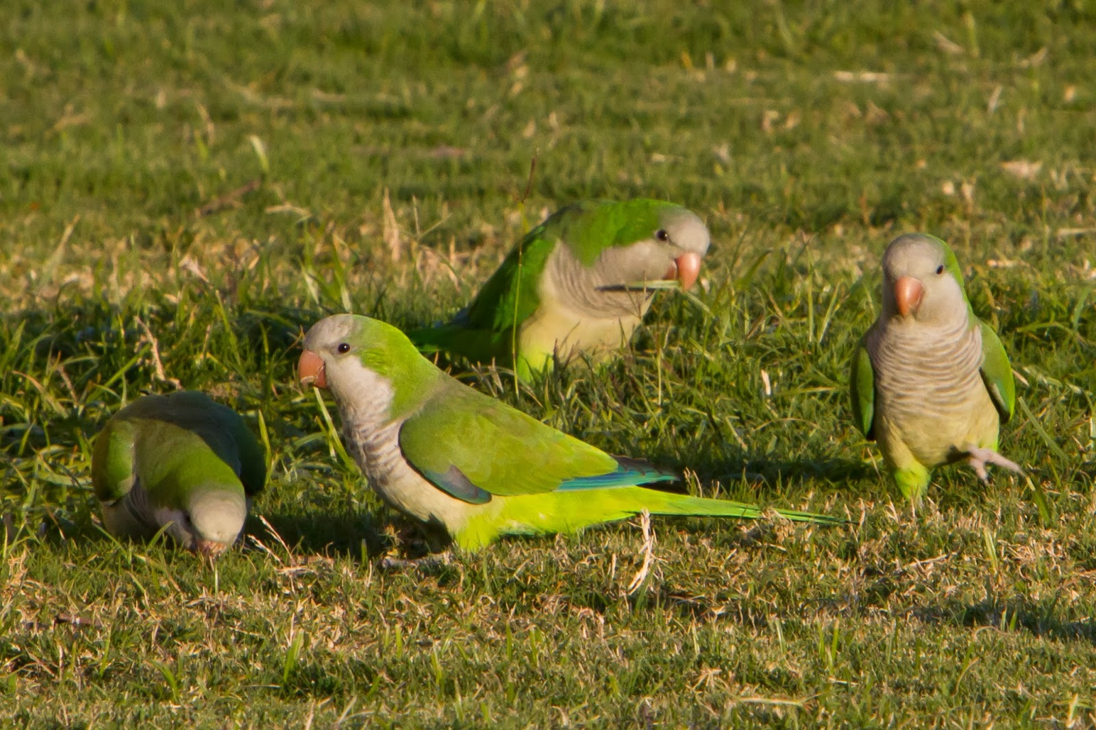 NatureWatch: A Plethora of Parakeets