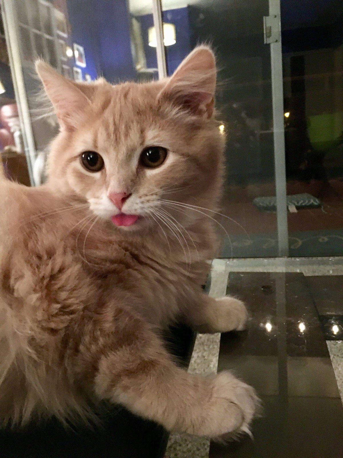 Funny cats - part 321 (40 pics + 10 gifs) | Amazing Creatures