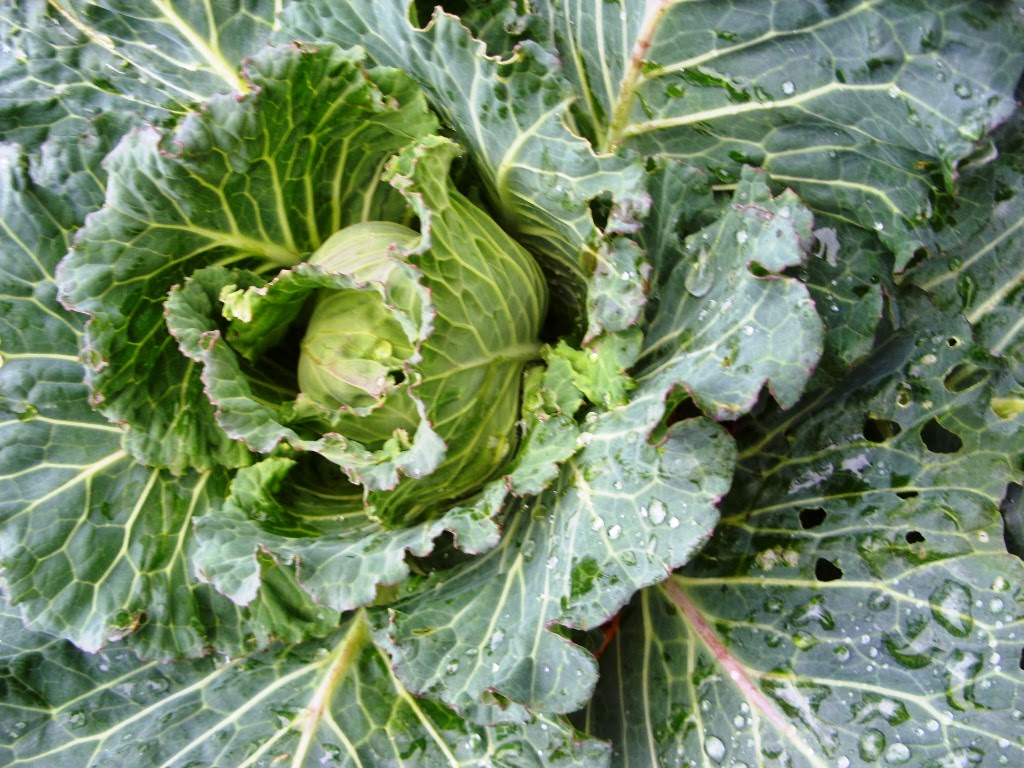 Kelli's Northern Ireland Garden: December 2013