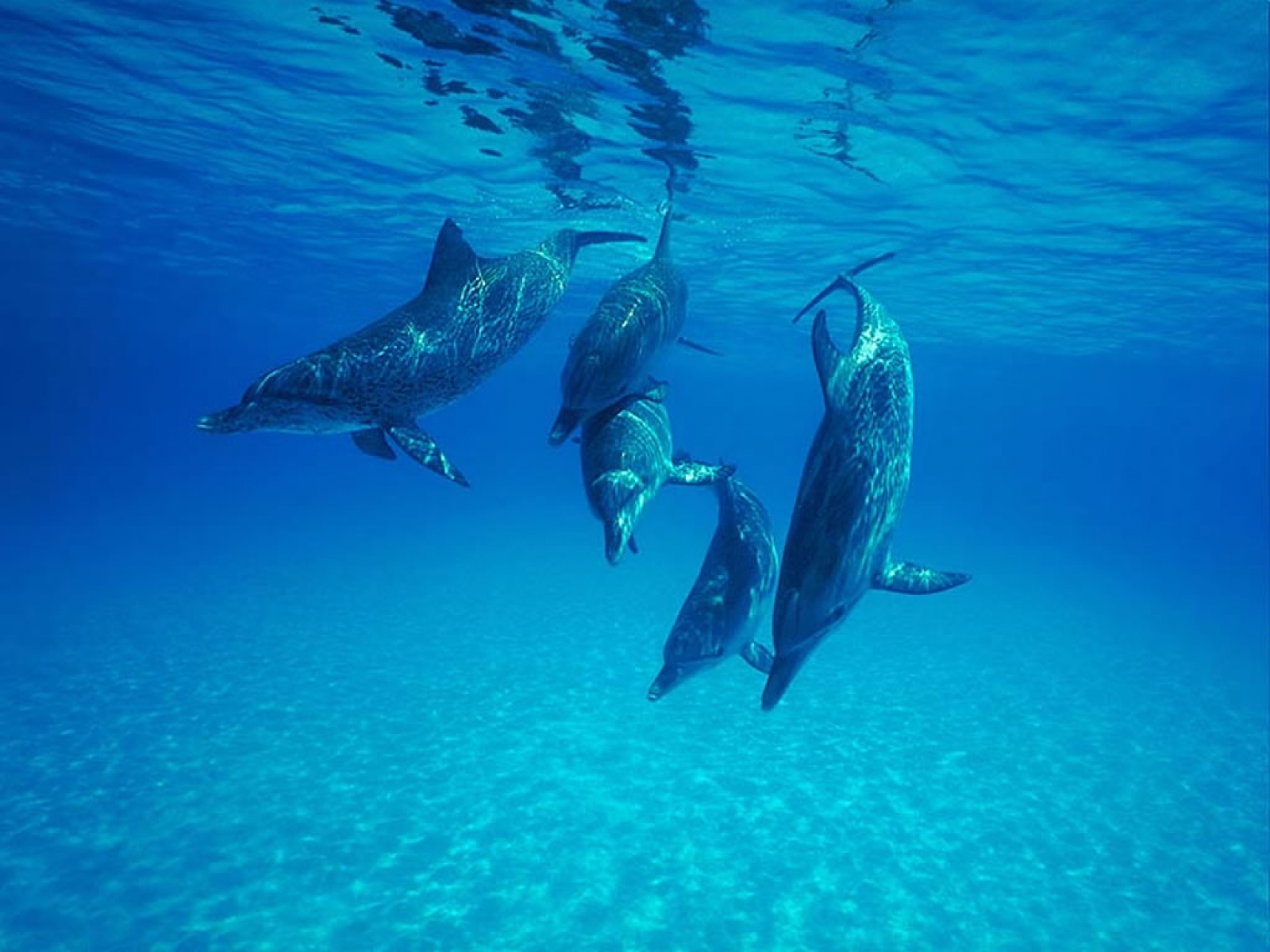 HD wallpapers: Beautiful Dolphins HD Wallpapers 1600x1200
