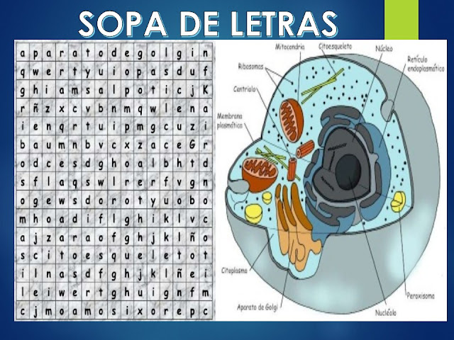 El maravilloso mundo de las ciencias: SOPA DE LETRAS DE LA CELULA