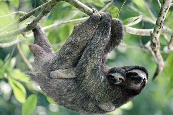 GEOGRAFI LINGKUNGAN: SLOTH : KUKANG PEMALAS YANG BERGERAK LAMBAN DARI ...