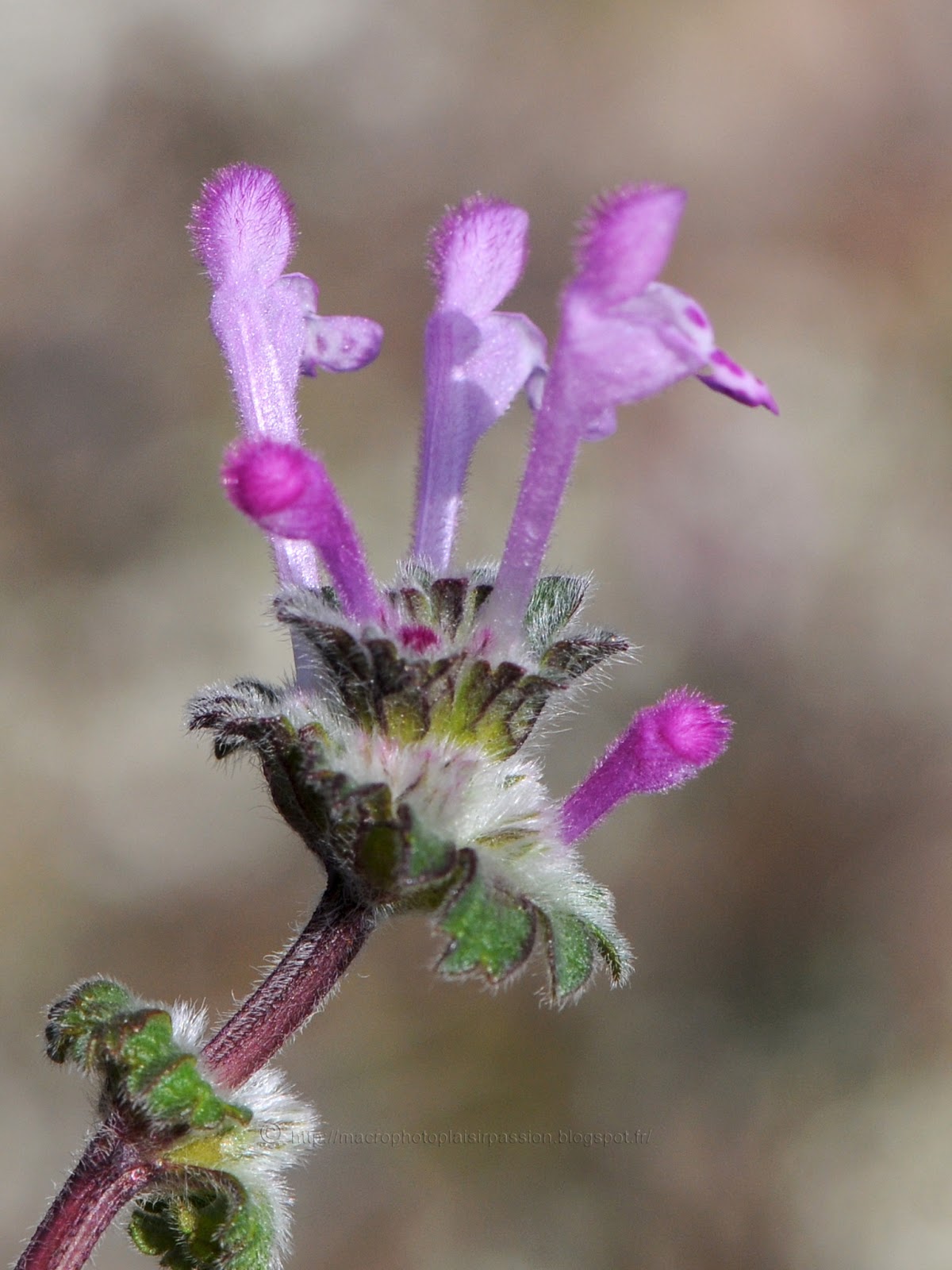 Macrophoto plaisir passion: Le lamier amplexicaule, Lamium amplexicaule