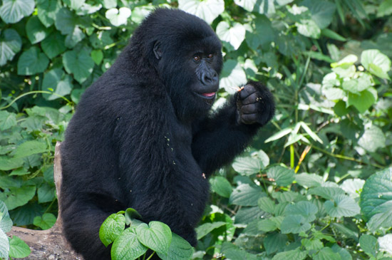 All About Animal Wildlife: Gorilla Animal Information and Photos