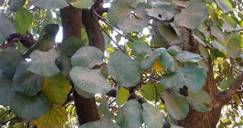Palash Tree Leaves
