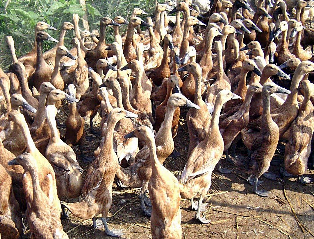 Panduan beternak bebek - BUDIDAYAKU