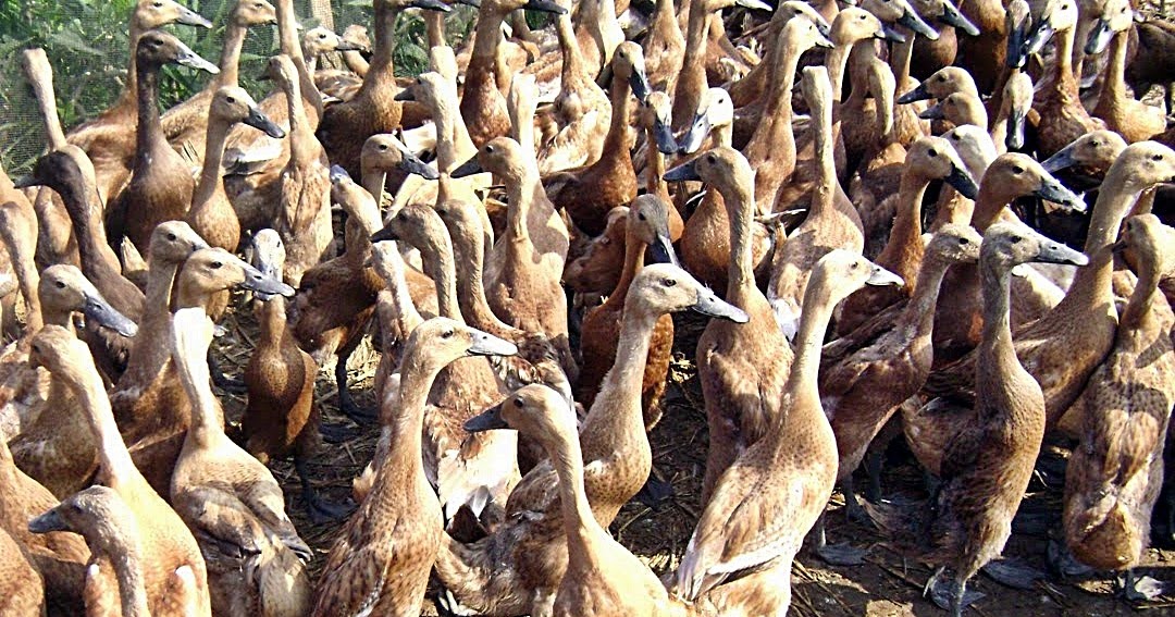 Panduan beternak bebek - BUDIDAYAKU