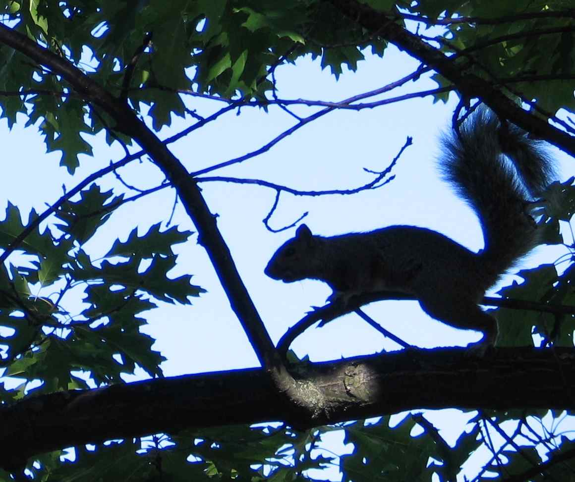 Un any al Quebec: Els esquirols