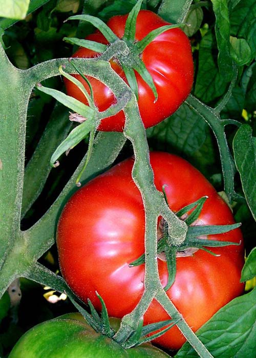 Benefits of The Tomato - Health Food Nutrition