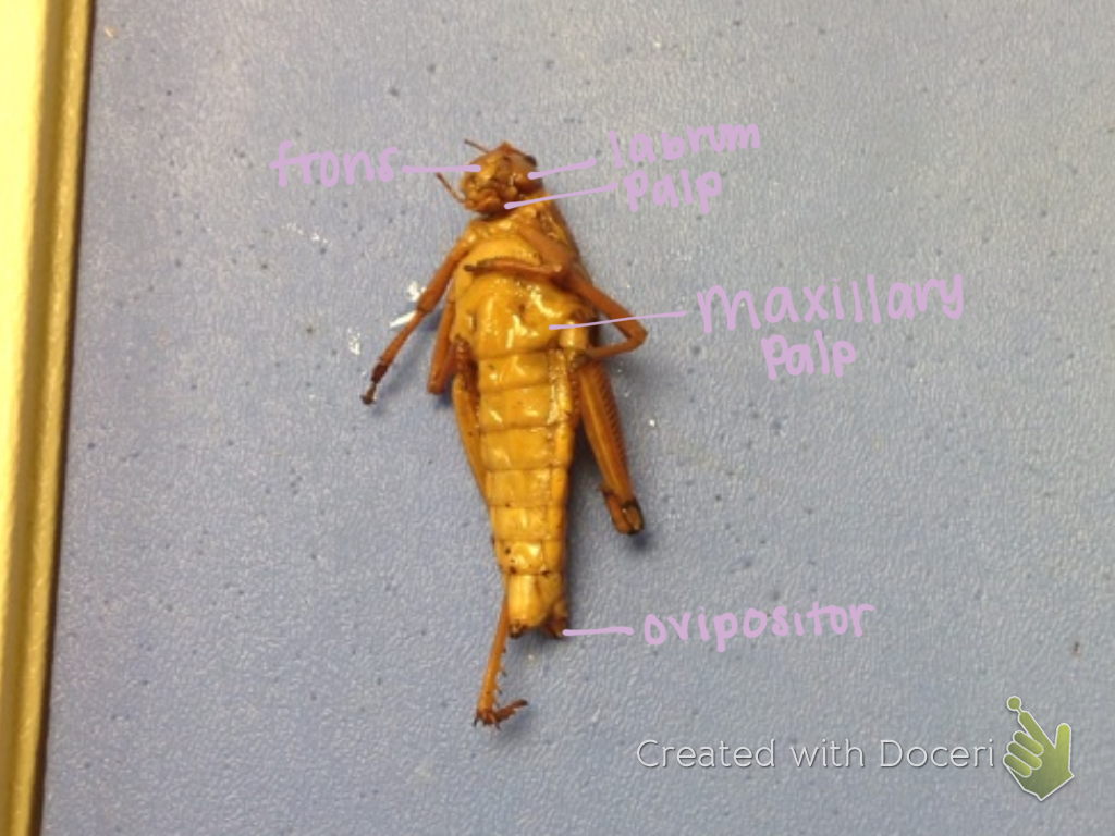Bio Nerds: HOW TO: Dissect a Grasshopper